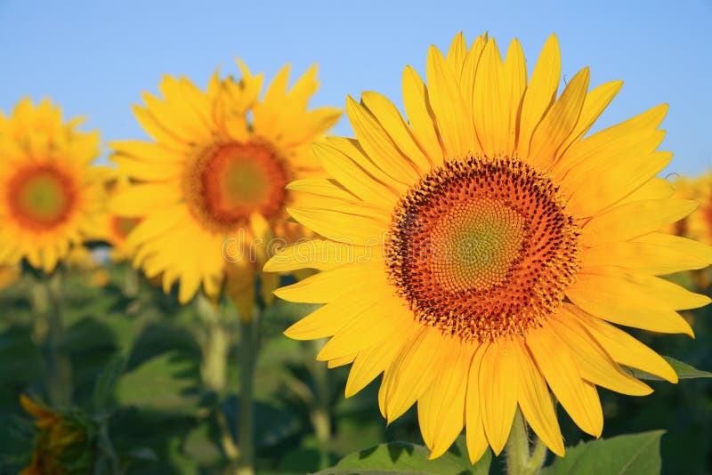 Sunflowers stock image. Image of outdoors, beauty, plantation - 87842837