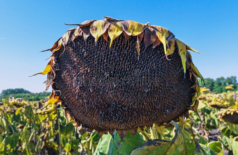 Sunflowers on the Field Autumn Time Stock Photo - Image of plant ...