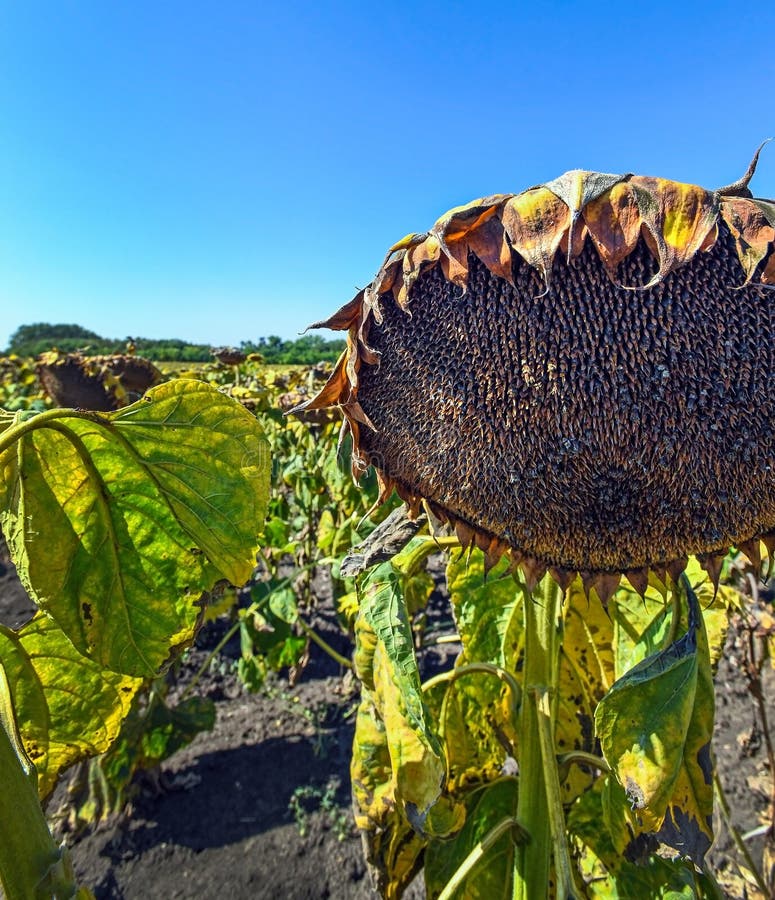 Sunflowers on the Field Autumn Time Stock Image - Image of autumn ...