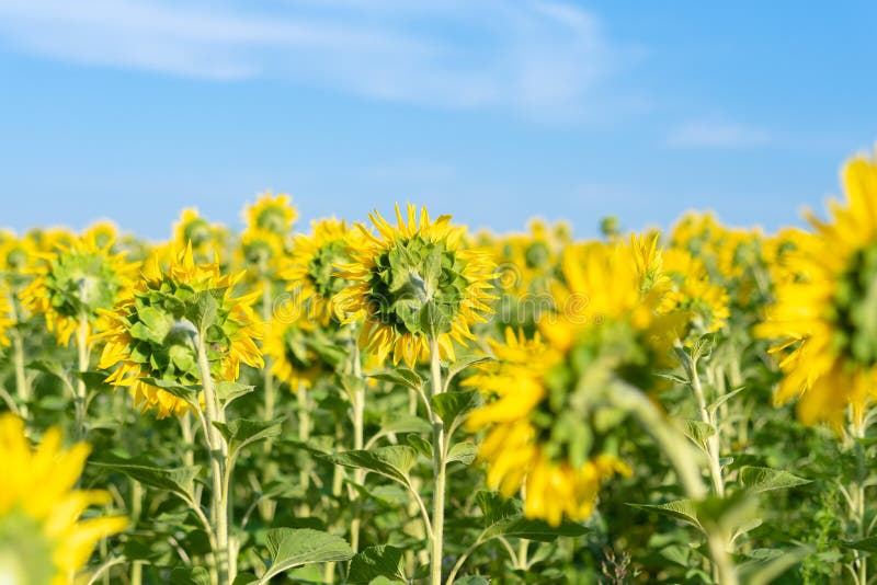 Sunflowers field back side stock photo. Image of culture - 192942874