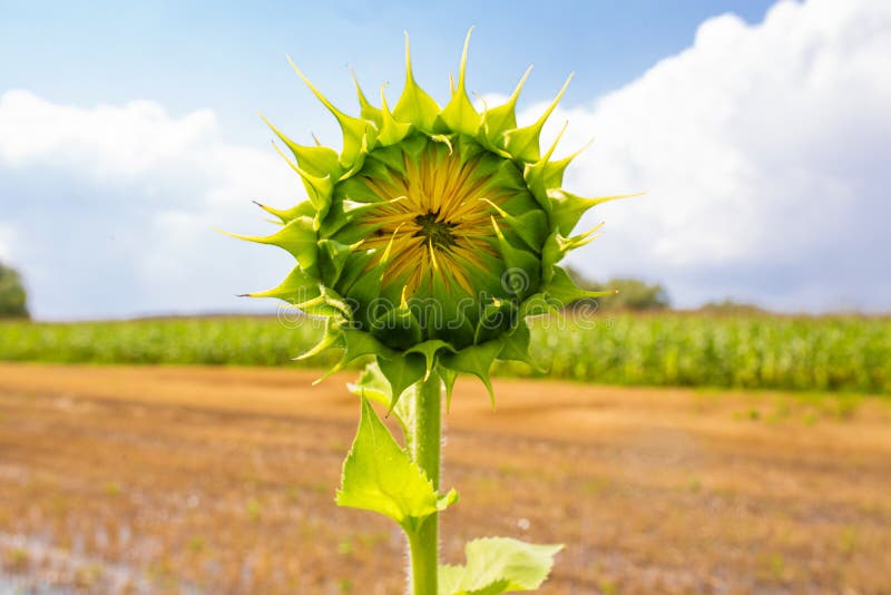 Sunflowers on the Field on a Bright Sunny Summer Day. Sunflower Seed ...