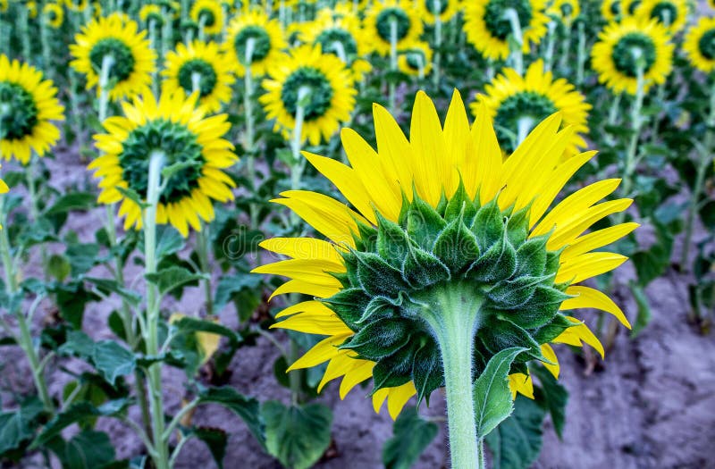Sunflowers in a Field Facing Away from the Camera Stock Image - Image ...