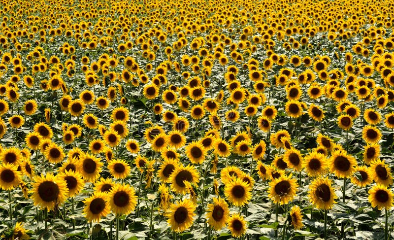 Piadena Stock Photos - Free & Royalty-Free Stock Photos from Dreamstime