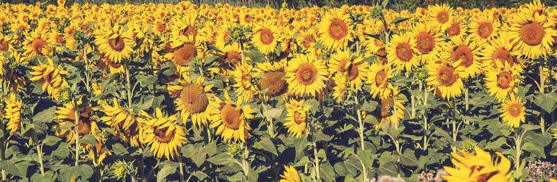 Sunflowers Field. Retro Effect Stock Image - Image of golden, leaf ...