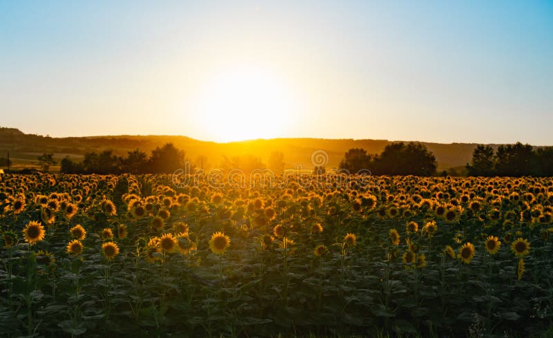 Sunflowers Field Rows in Summer at Golden Hour Sunset Stock Image ...