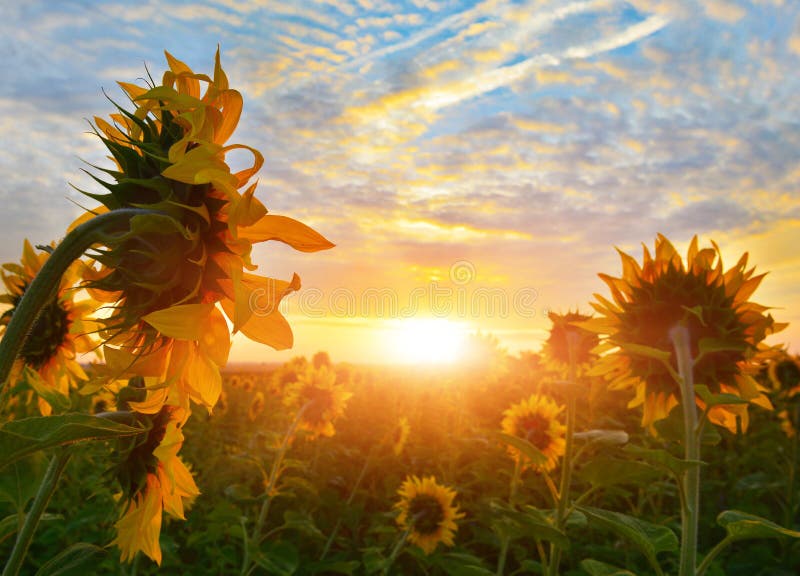 Morning sunflowers stock image. Image of flower, sunrise - 42440135