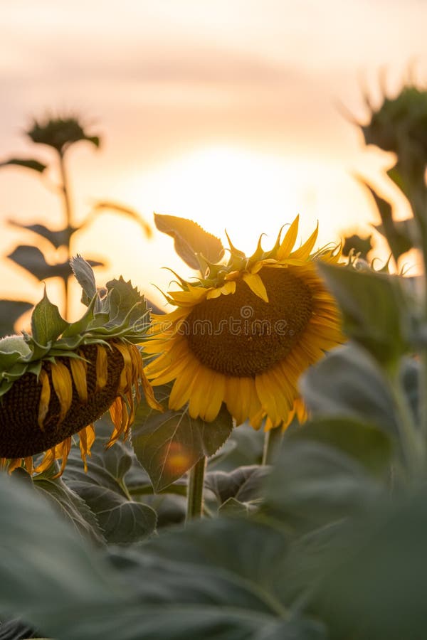 Beautiful Sunflower Field at Sunset Stock Image - Image of landscape ...