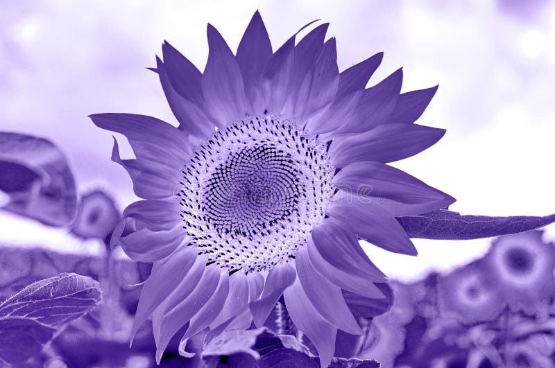 Sunflower stock image. Image of culture, country, meadow - 112502907