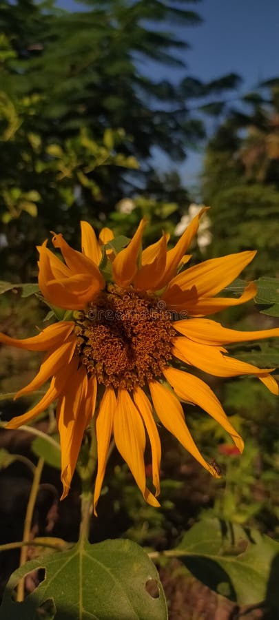Sunflowers and a Fly in the Sunset Stock Photo - Image of great, kuaci ...