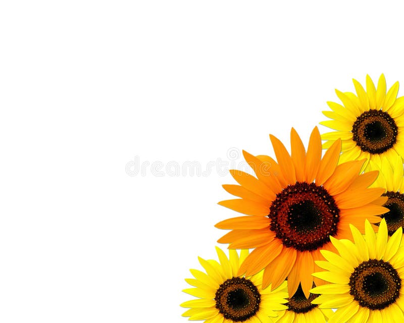 Sunflowers Frame With Place For You Text Picture. Image: 16185743