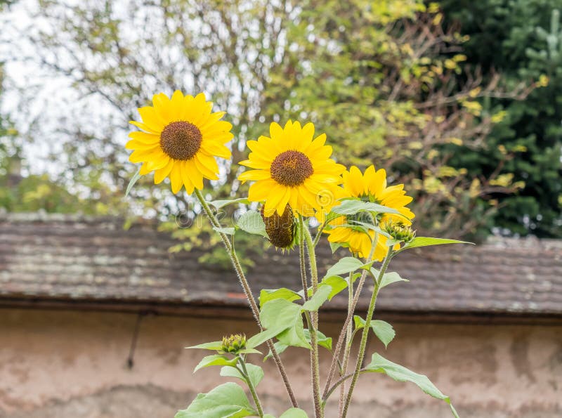 Sunflowers in garden stock image. Image of sunlight, flower - 81275239