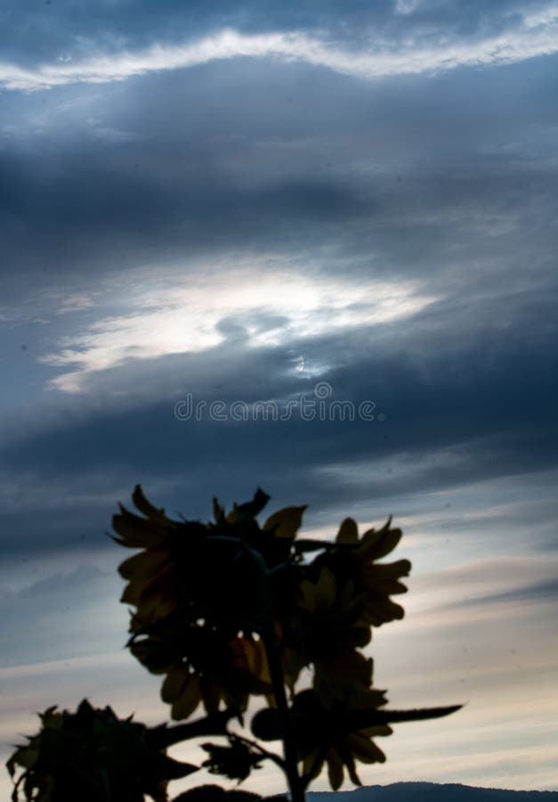 Sunflowers Gleaming Under the Cloudy and Rainy Sky Stock Photo - Image ...