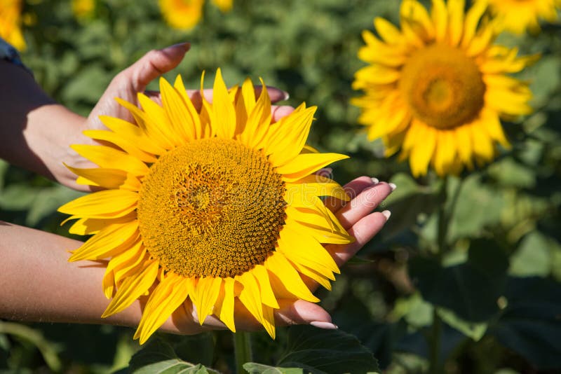 Sunflowers Grow in the Field, Close-up Stock Image - Image of sunlight ...