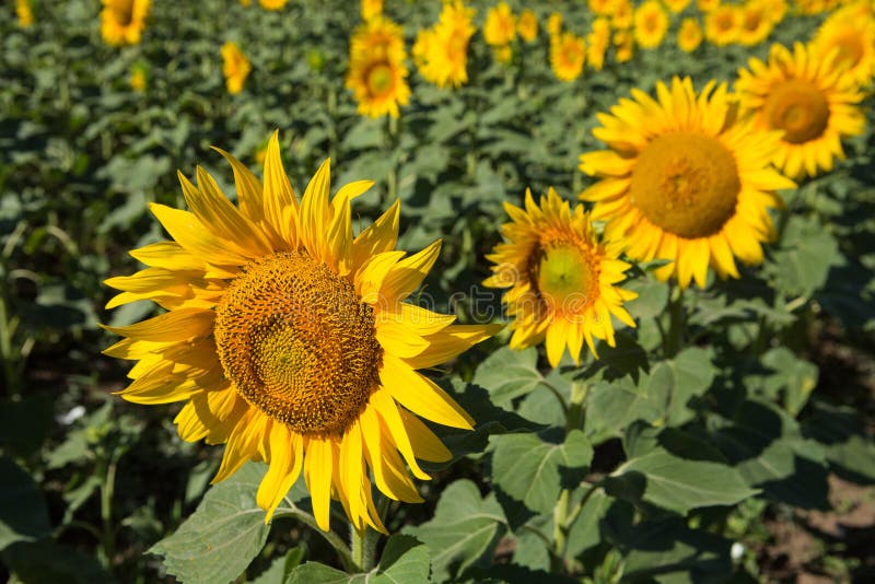 Sunflowers Grow in the Field, Close-up Stock Image - Image of leaf ...