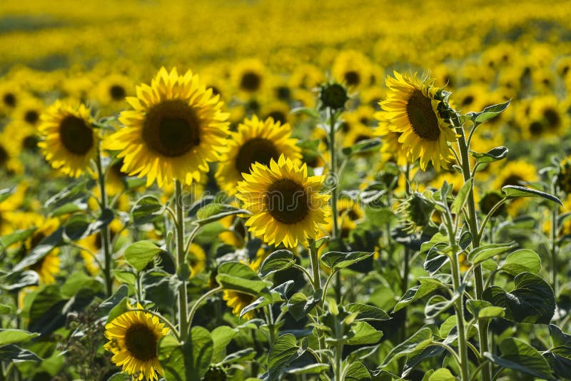.Sunflowers Growing in a Field on a Sunny Day Stock Image - Image of ...