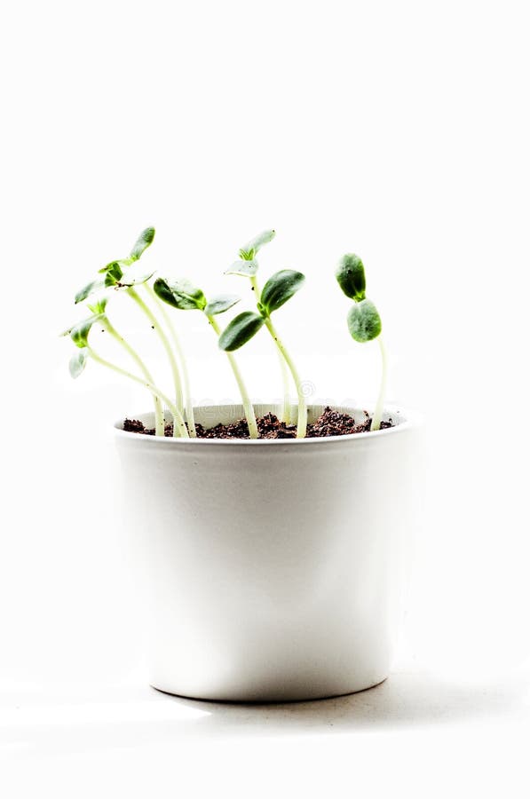 Sunflowers growing in pot stock image. Image of flower - 111547647