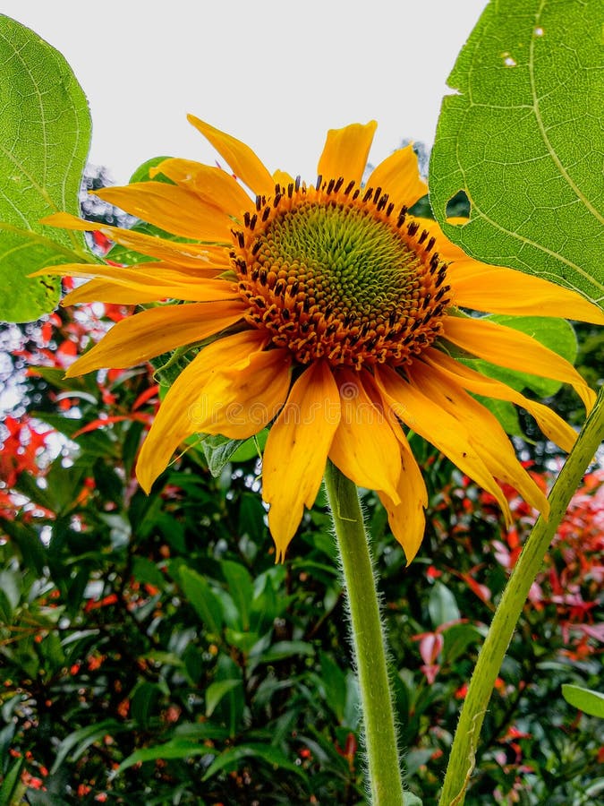 Beautiful Springs with Sunflower Stock Image - Image of beautiful ...