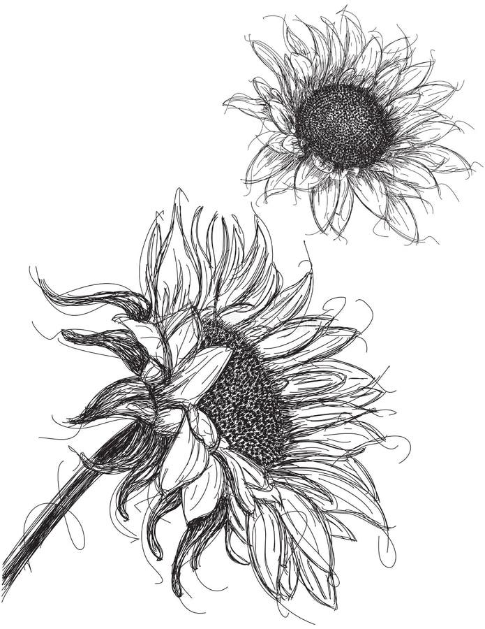 Sunflowers stock vector. Illustration of scribble, drawn - 70167233