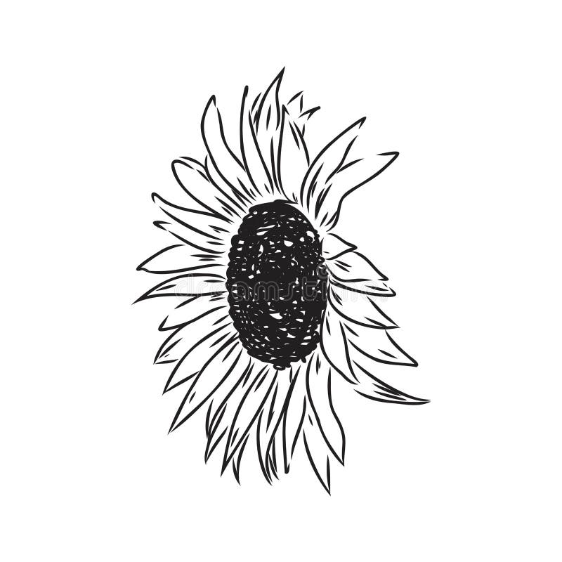 Sunflowers Hand Drawn Sketches of Sunflowers. Sunflower Vector Stock ...