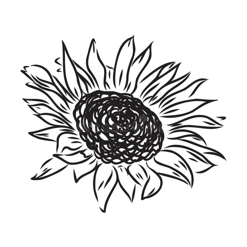 Sunflowers Hand Drawn Sketches of Sunflowers. Sunflower Vector Stock ...
