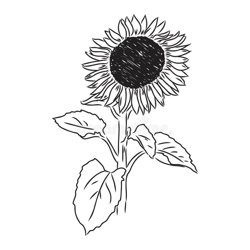 Sunflowers Hand Drawn Sketches of Sunflowers. Sunflower Vector Stock ...