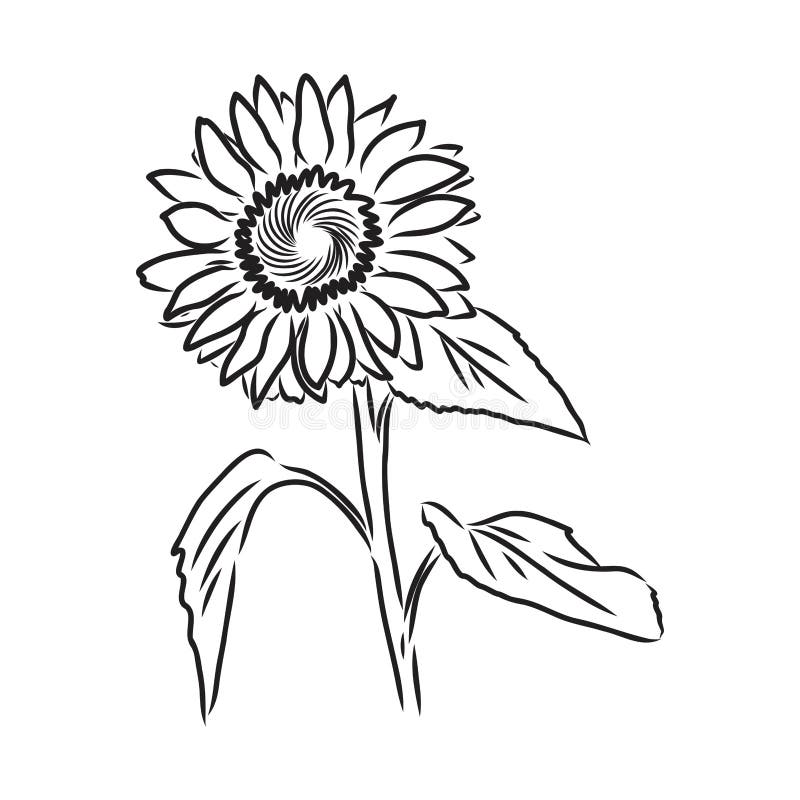 Sunflowers Hand Drawn Sketches of Sunflowers. Sunflower Vector Stock ...