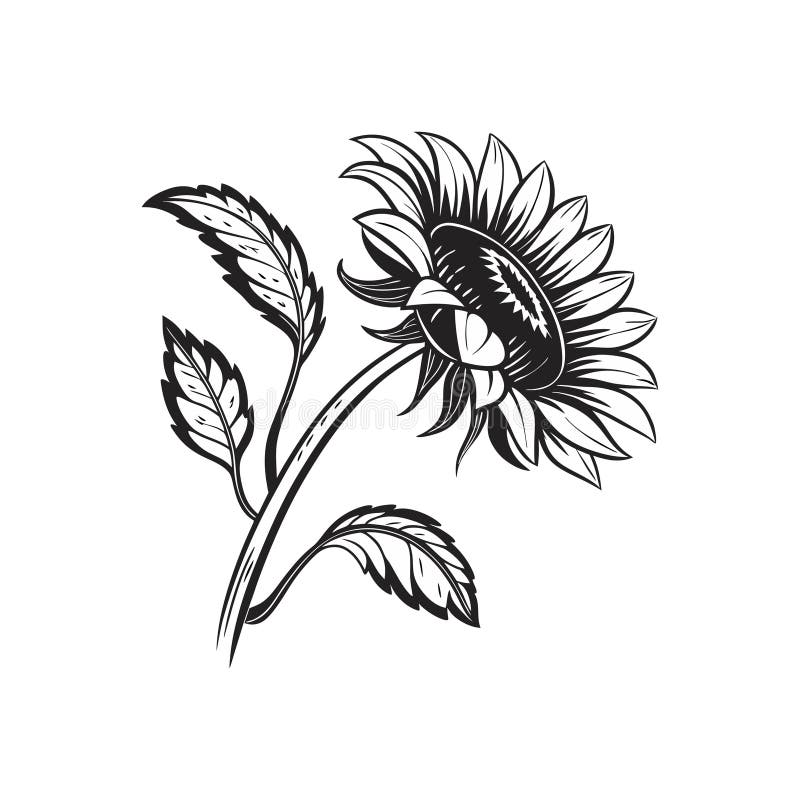 Sunflowers Hand Drawn Sketches of Sunflowers. Sunflower Stock Vector ...