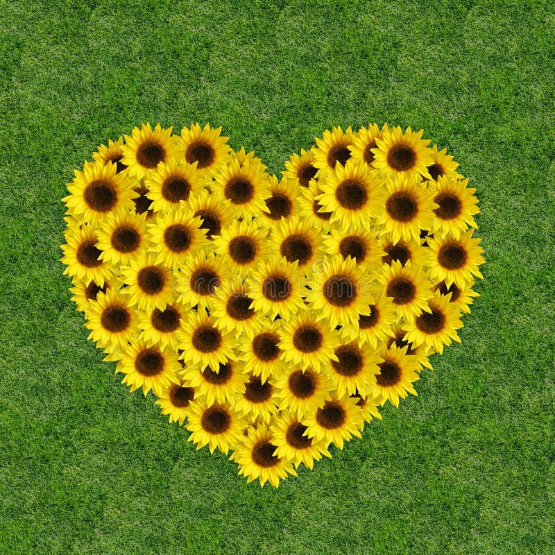Sunflowers in a Heart Shape Stock Photo - Image of yellow, abstract ...
