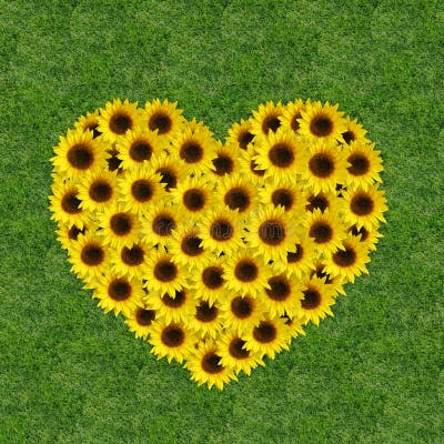 Sunflowers in a Heart Shape Stock Photo - Image of yellow, abstract ...