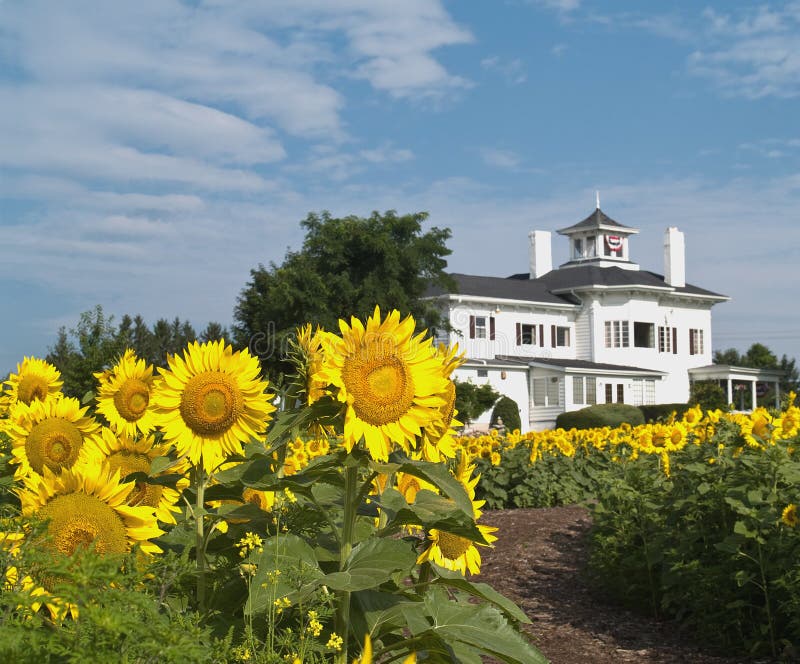Sunflowers and home stock image. Image of asteraceae - 15227259