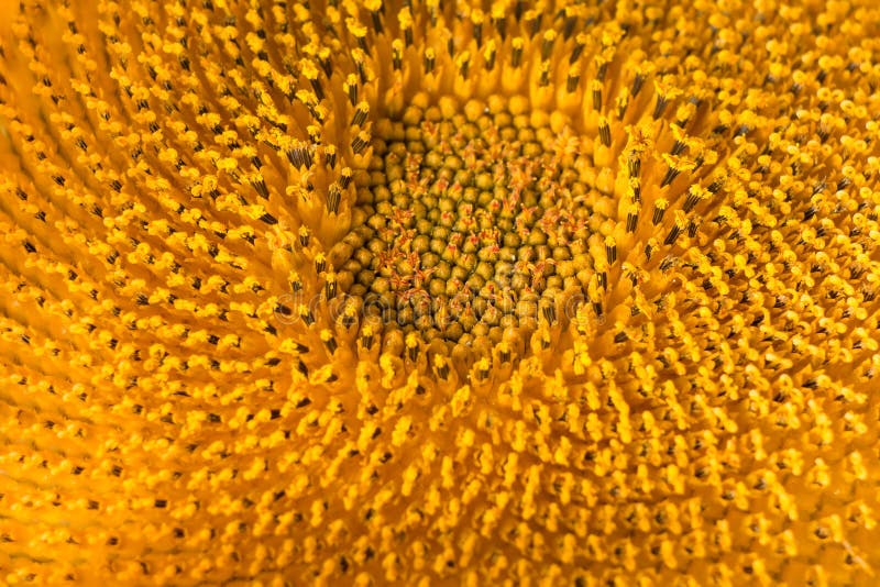 Sunflowers, Inflorescence, Close-up Stock Photo - Image of vegetation ...