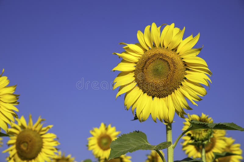Sunflowers, Japan, Sunflower Fields Blooming on. Blue Sky Background ...