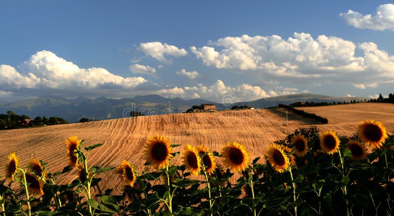 Sunflowers landscape stock photo. Image of flora, beauty - 2709314