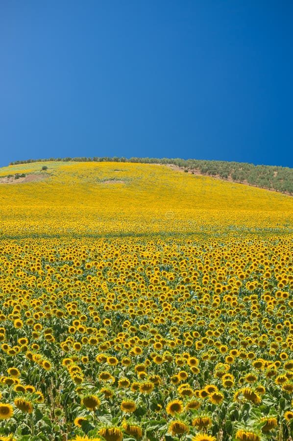 Sunflowers stock photo. Image of vegetation, vertical - 54937240