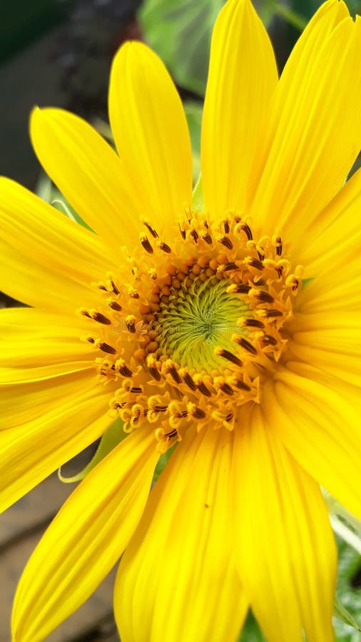 Sunflowers Look Unique and Beautifull Stock Photo - Image of unique ...