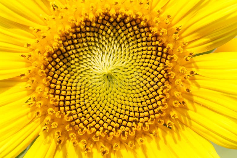 Sunflowers macro detail. stock photo. Image of botanical - 28551872