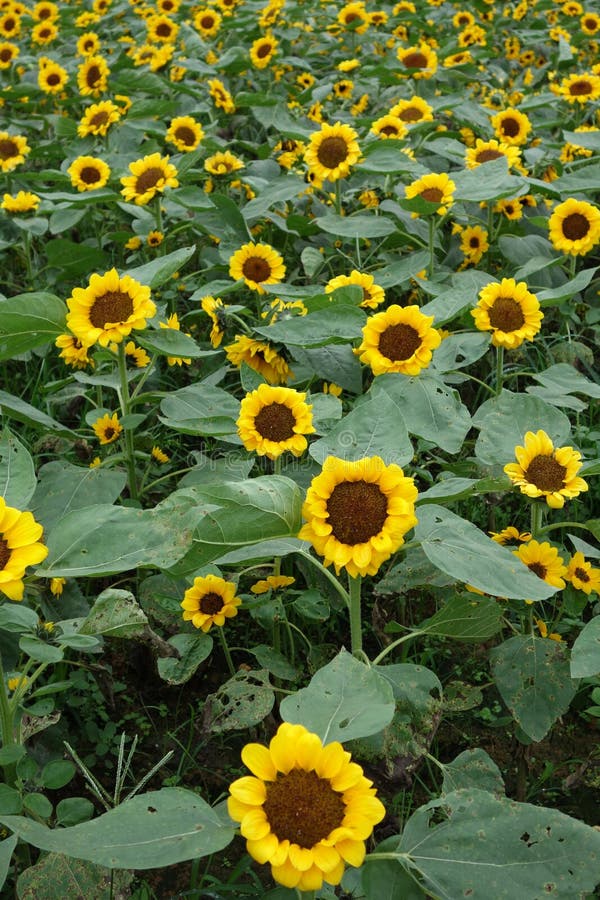 Sunflowers stock photo. Image of arrangement, flora, colour - 33786184