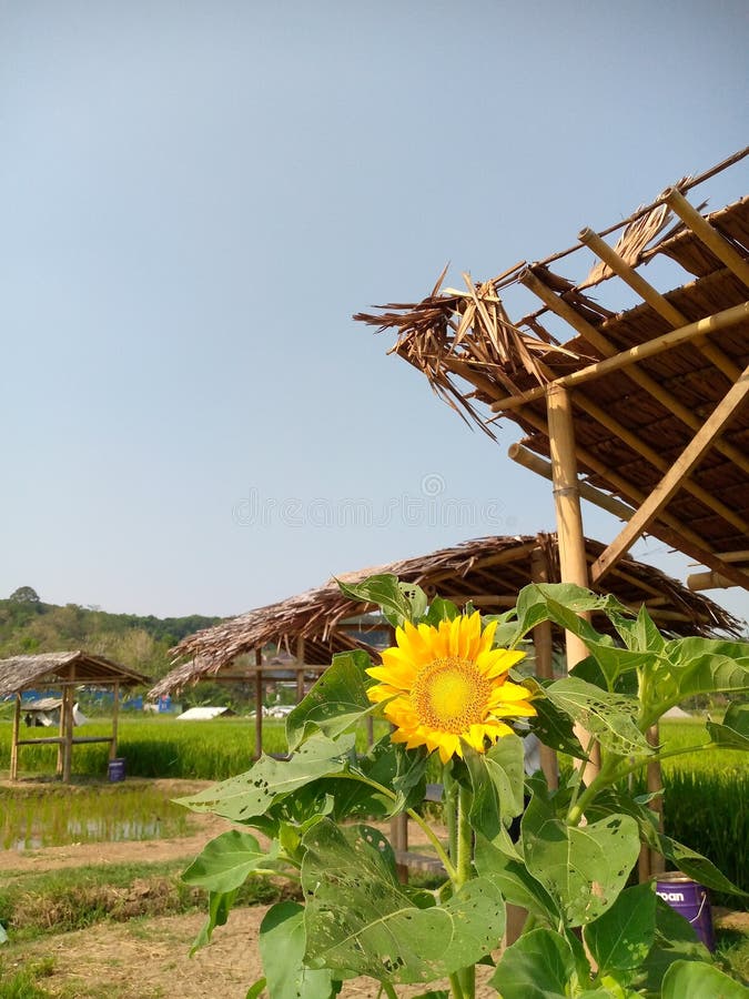 Sunflowers in the Middle of the Rice Fields Stock Photo - Image of ...