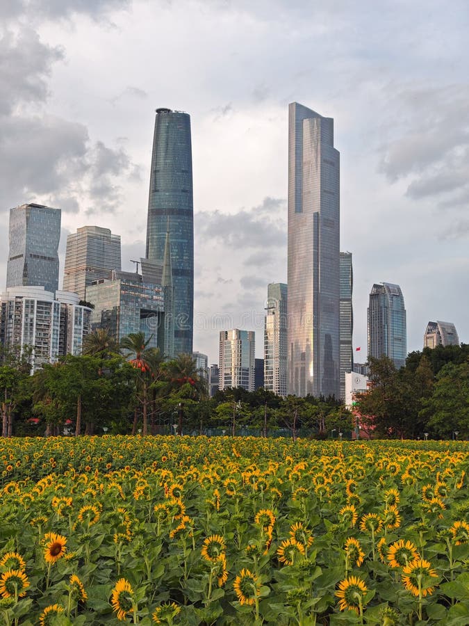 Sunflowers with Modern Building in Guangzhou China Editorial Stock ...