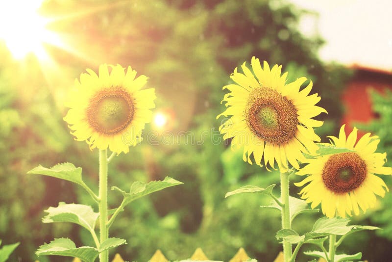Morning sunflowers stock image. Image of flower, sunrise - 42440135
