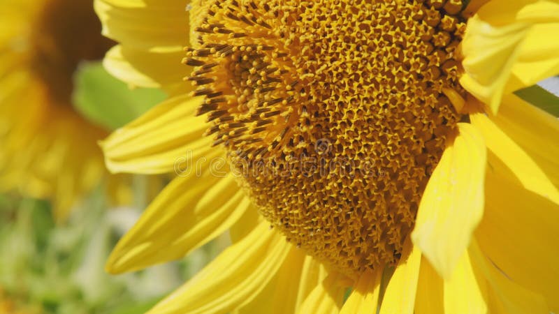 Sunflowers Moving in the Wind. Stock Video - Video of green, beautiful ...