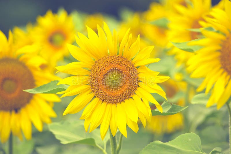 Sunflowers stock image. Image of flora, agriculture, field - 96823629
