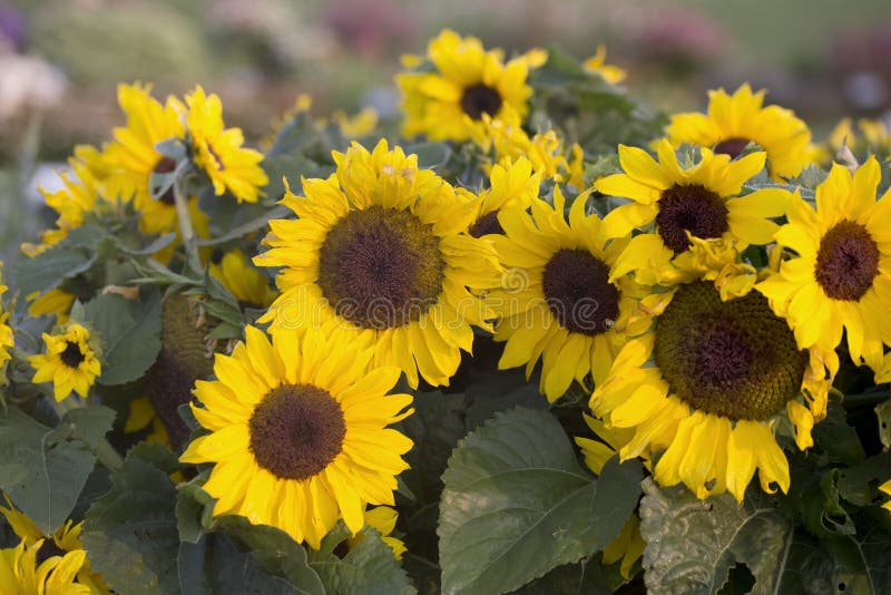 167 Multiple Sunflowers Stock Photos - Free & Royalty-Free Stock Photos ...