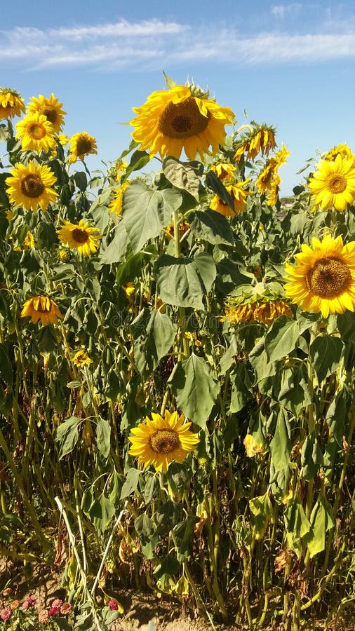 Sunflowers stock photo. Image of nature, fall, sunflowers - 104157234