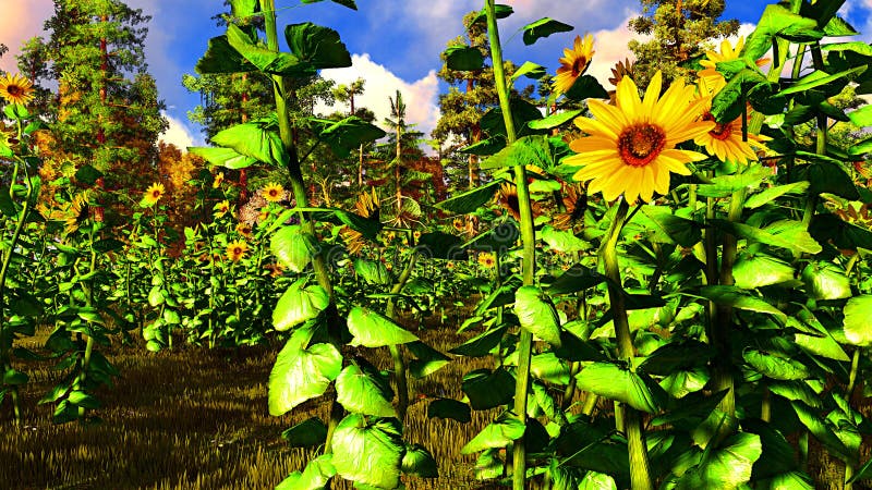 Sunflowers stock image. Image of beauty, sunflowers, blossom - 36574165