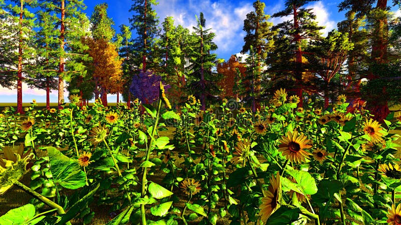 Sunflowers stock image. Image of beauty, sunflowers, blossom - 36574165