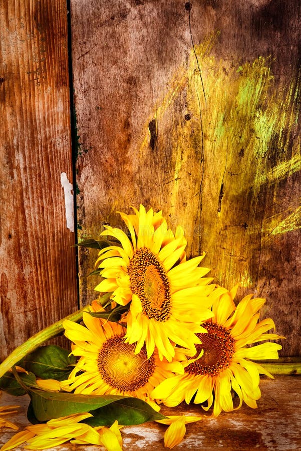 Sunflowers Next To A Rustic Wooden Background Stock Photography - Image ...
