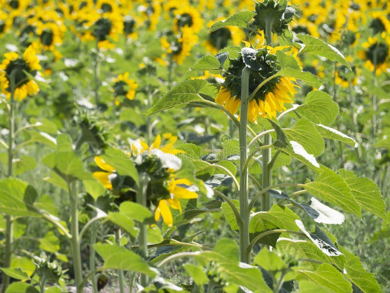 Sunflowers in an Organic Field in Spain Stock Image - Image of scenery ...