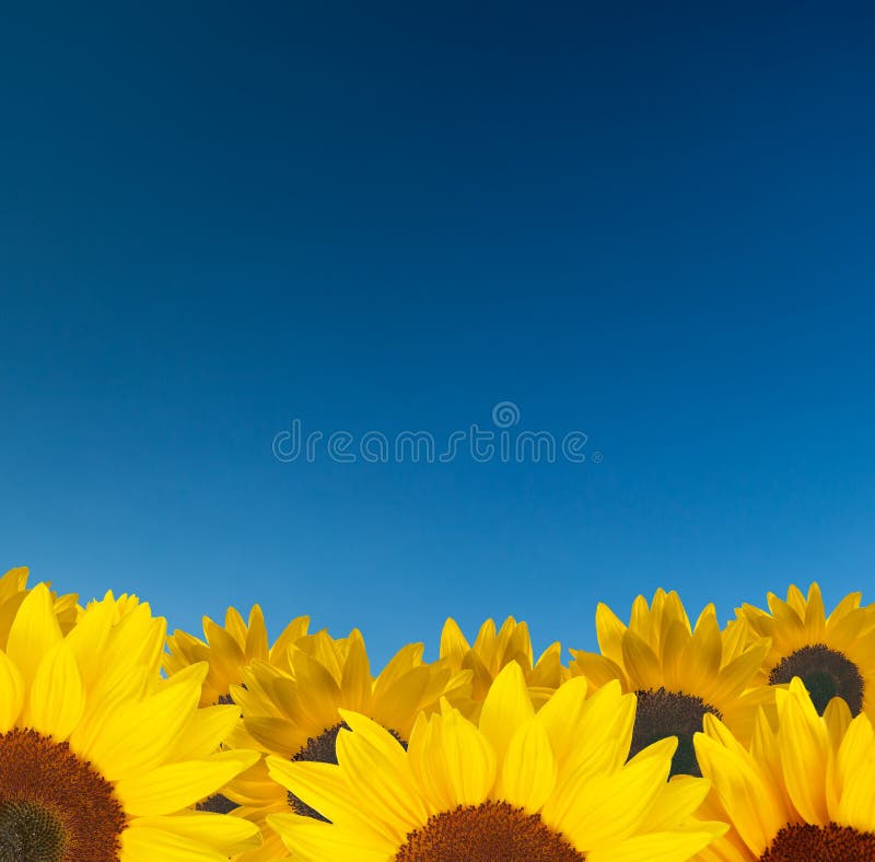 Sunflowers and blue sky stock photo. Image of flora, field - 99119938