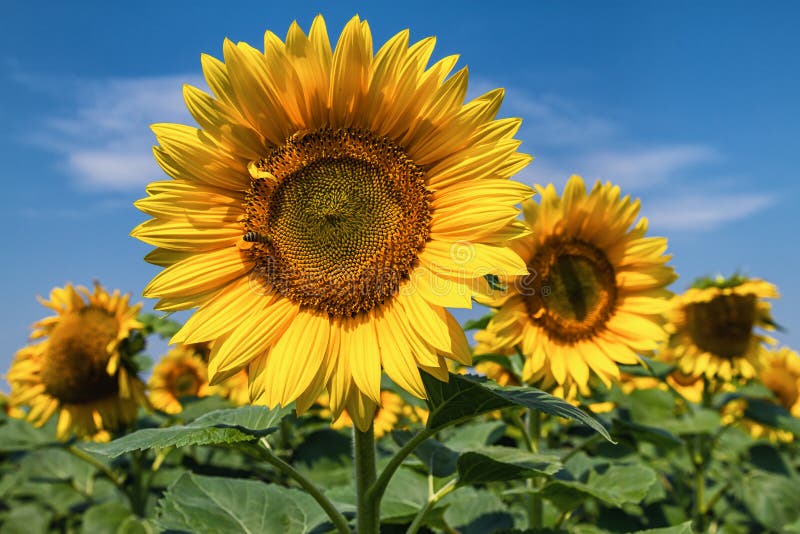 Sunflower field scenery . stock photo. Image of agriculture - 42916610